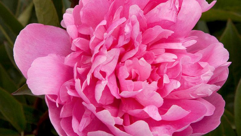Perfect Peonies: 29 Favorite Varieties and Growing Guide | Sunset ...