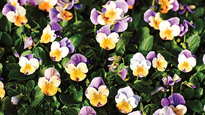 5 Favorite Violas - Sunset Magazine