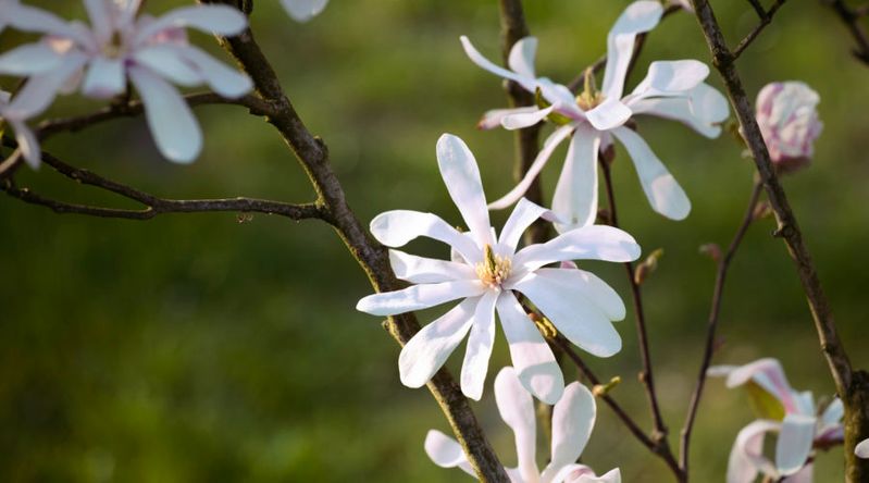 The Best Small Trees for Every Type of Small Yard and Garden - Sunset ...