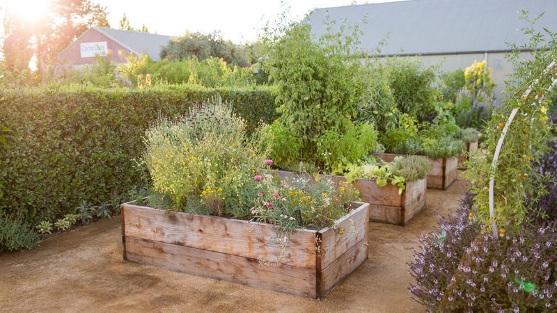 Backyard Farm Design Ideas - Sunset Magazine