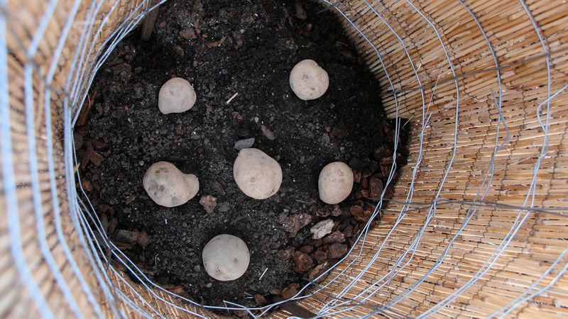 How to Grow Potatoes in Towers - Sunset Magazine