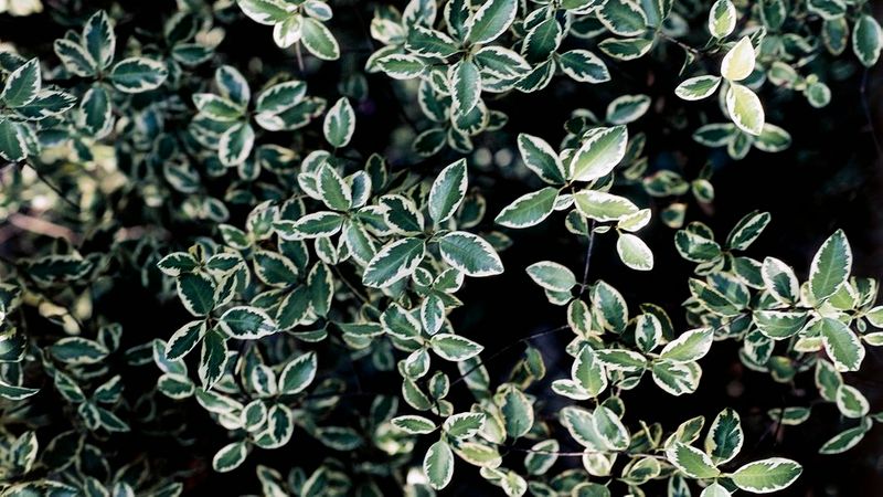 Best Wild Flowers for DIY Bouquets - Sunset Magazine