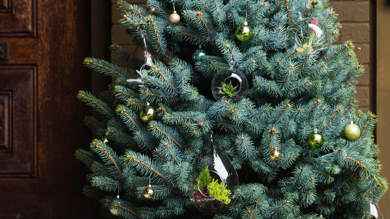 The Best Living Christmas Trees for a Festive Holiday Season - Sunset ...