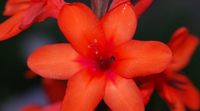 Mediterranean Plants for Your Garden - Sunset Magazine