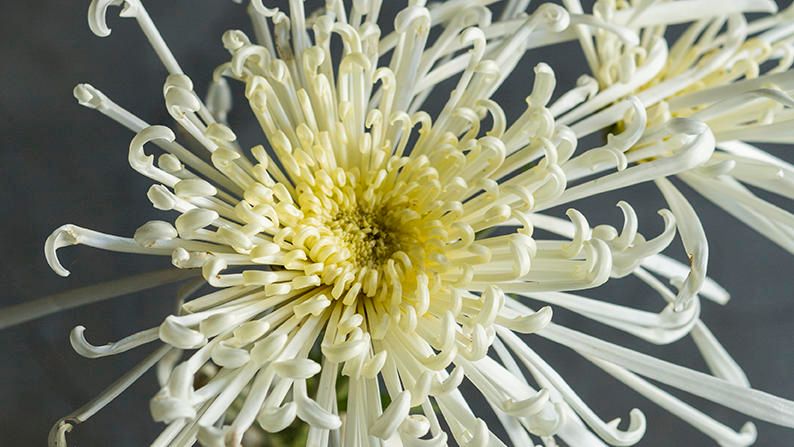 Chrysanthemum: Elegant, Symbolic Flowers for Autumn Bouquets - Sunset ...
