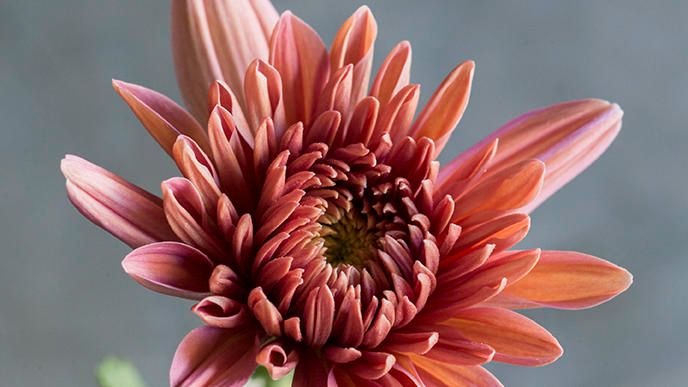 Chrysanthemum: Elegant, Symbolic Flowers for Autumn Bouquets - Sunset ...
