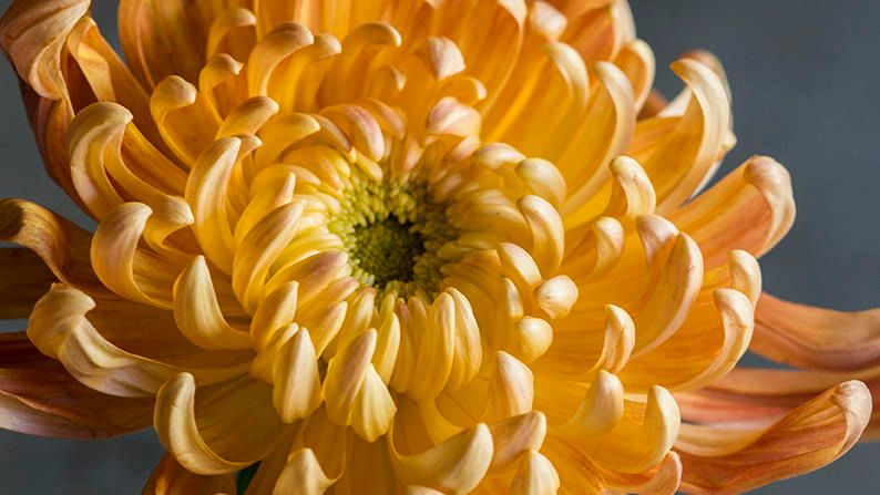 Chrysanthemum: Elegant, Symbolic Flowers for Autumn Bouquets - Sunset ...