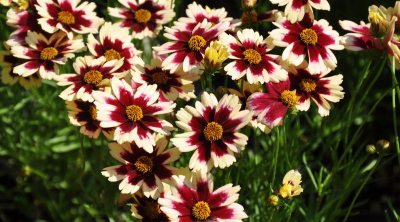 You'll Fall in Love With These Gorgeous Coreopsis Varieties - Sunset ...