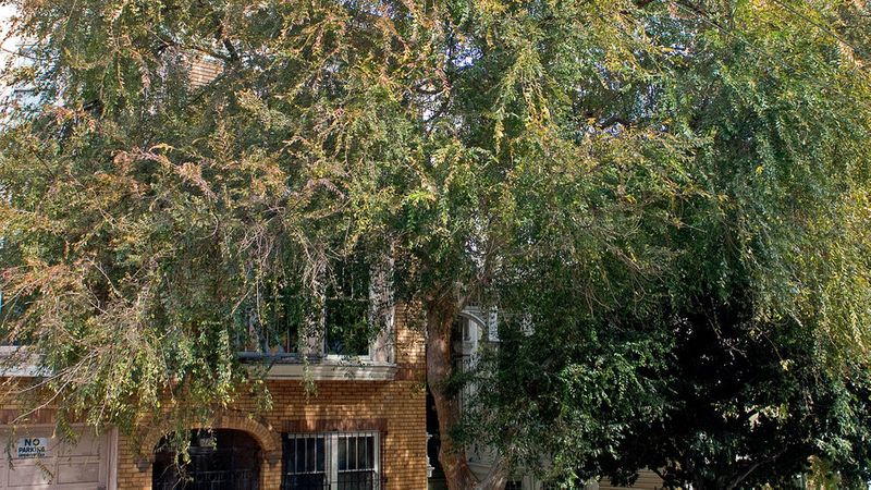 The Best Street Trees for Life in San Francisco - Sunset - Sunset Magazine