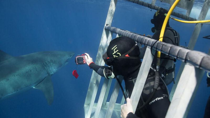 Shark Diving Adventure - Sunset Magazine