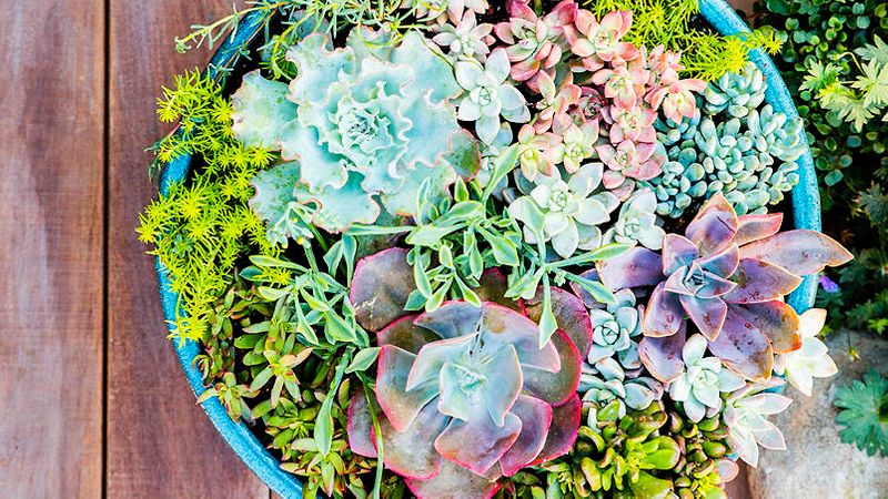 Succulent Container Designs to Win Major Style Points Anywhere - Sunset ...