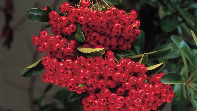 Plants with Ornamental Fall Berries for Tons of Cool-Season Color ...