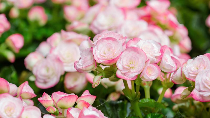 Beautiful Begonia Varieties - Sunset Magazine