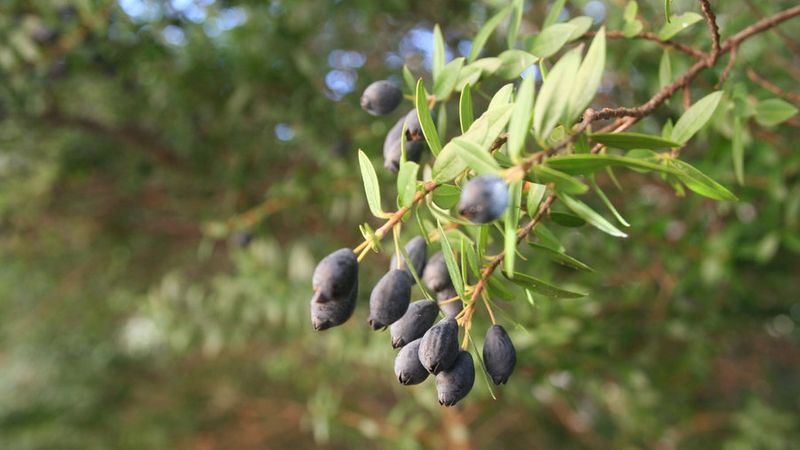 These Shrubs and Hedges Provide a Living Privacy Screen - Sunset ...