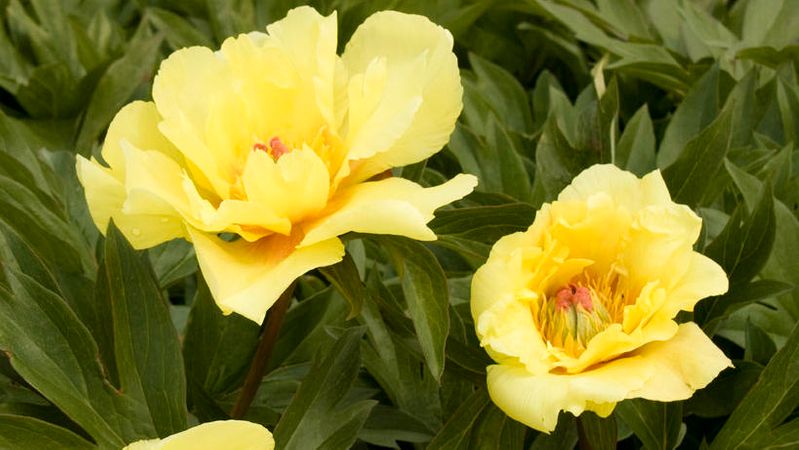 Perfect Peonies: 29 Favorite Varieties and Growing Guide | Sunset ...